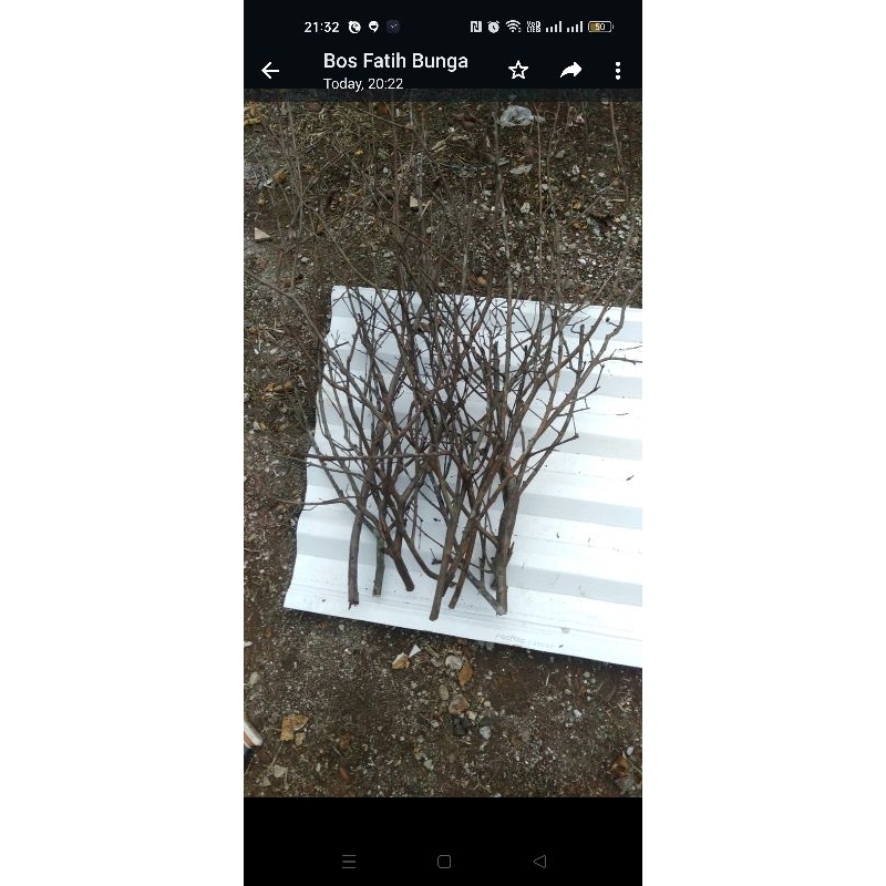 Jual Ranting hias kayu | Shopee Indonesia