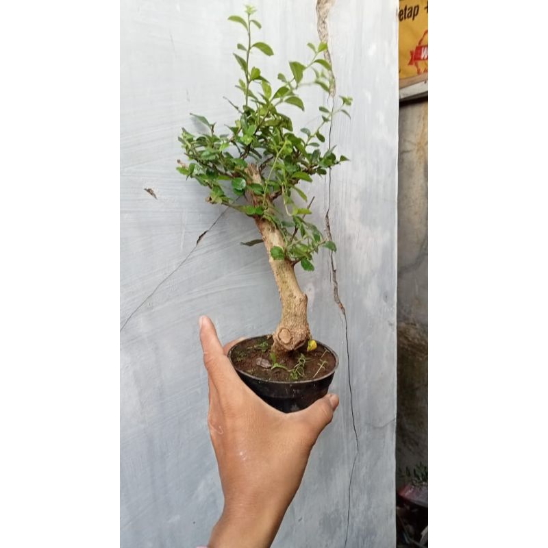 Jual BAHAN BONSAI HOKIANTEA BUNGA BUNJING STYLE MURAH | Shopee Indonesia