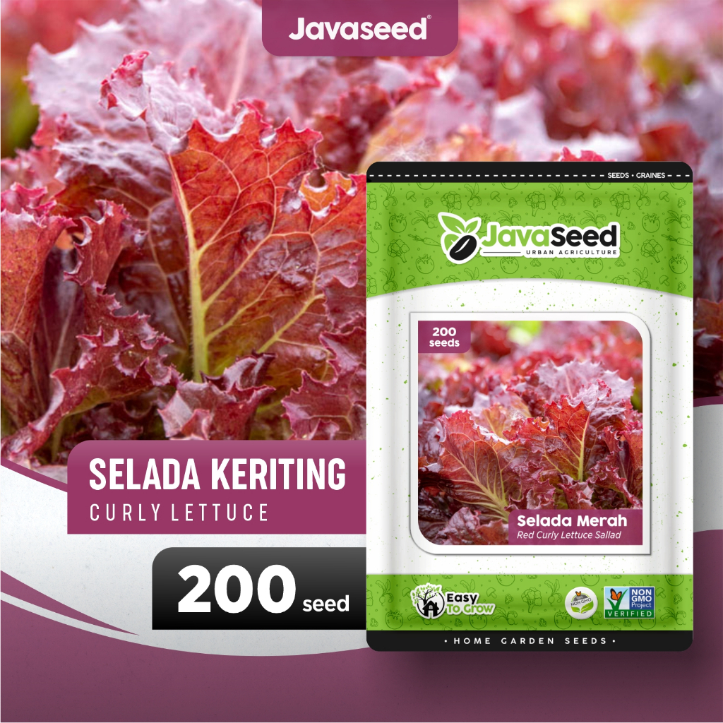 Jual JAVASEED - Benih Selada Keriting Merah Red Rapids Lettuce 200 ...
