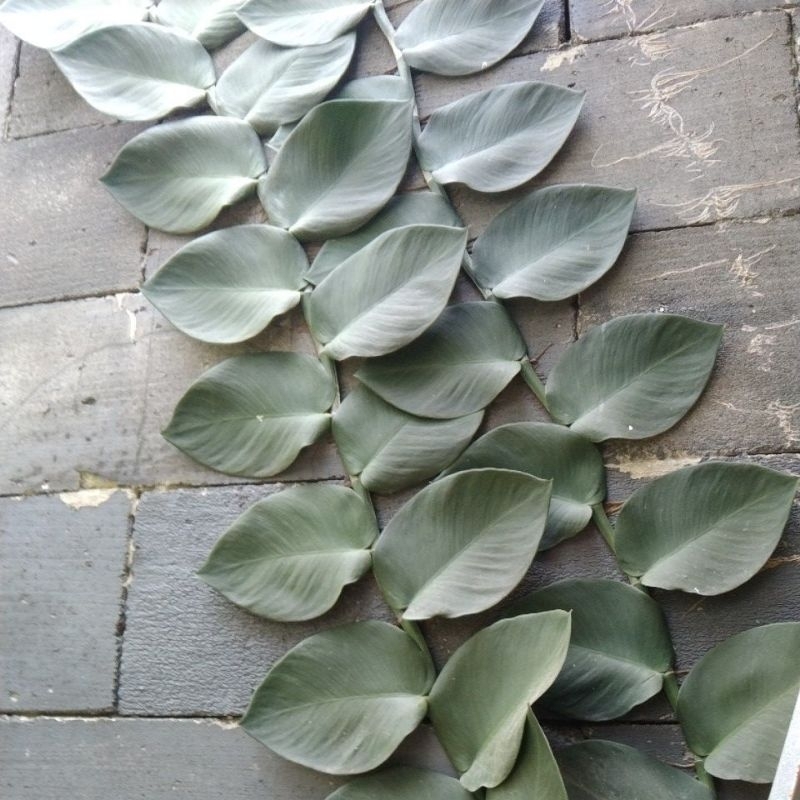 Jual Tanaman Daun Dolar Besar | Shopee Indonesia