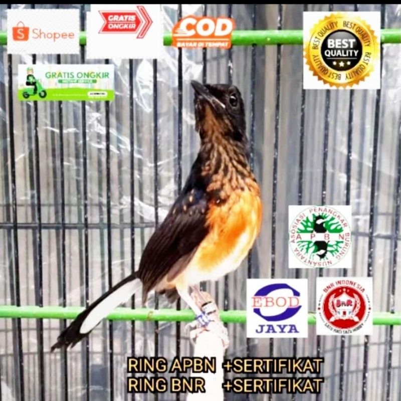 Jual burung murai batu medan trotol jantan trah prestasi ring APBN atau ...