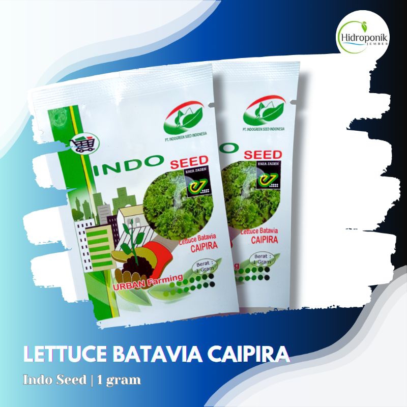 Jual BENIH SELADA LETTUCE BATAVIA CAIPIRA | INDO SEED | Original pack 1 ...