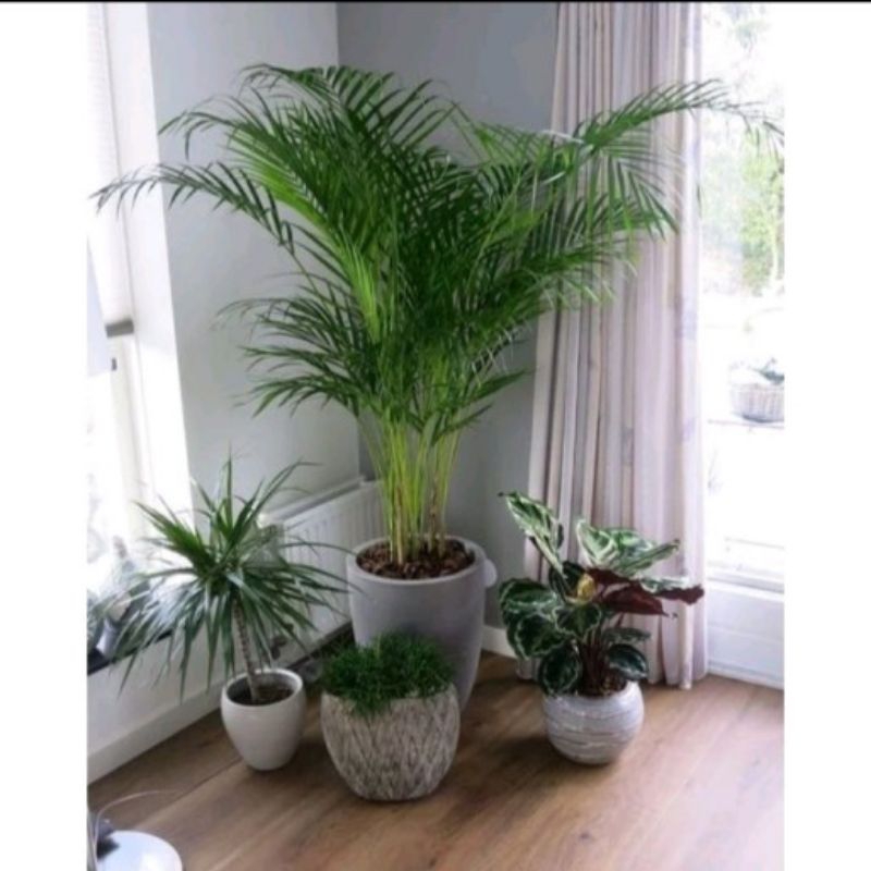 Jual PROMO 9.9!!TANAMAN HIAS PALEM KUNING CANTIK//PALEM MINI-INDOOR ...