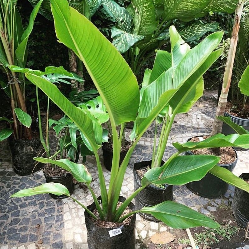 Jual Tanaman Hias Pisang Kipas Ukuran 45 60 Cm Pohon Pisang Indor