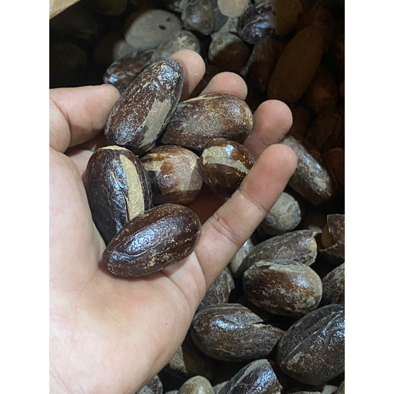 Jual Biji Pala Kocak Lonjong / Nutmeg /Biji Pala utuh ada kulit kemasan ...