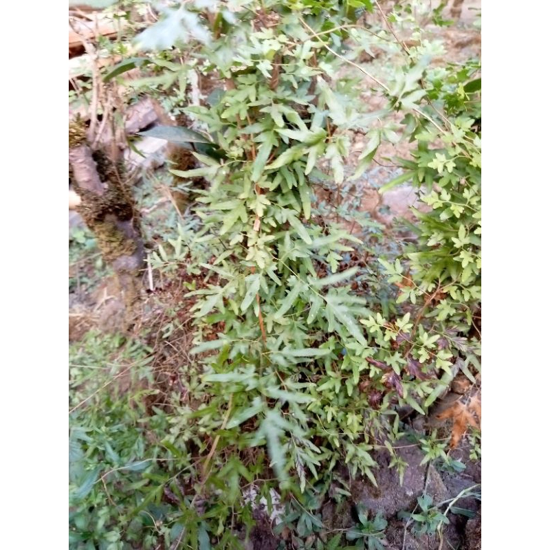 Jual LANGKA !!! Lygodium japonicum/ japanese climbing fern tanaman hias ...