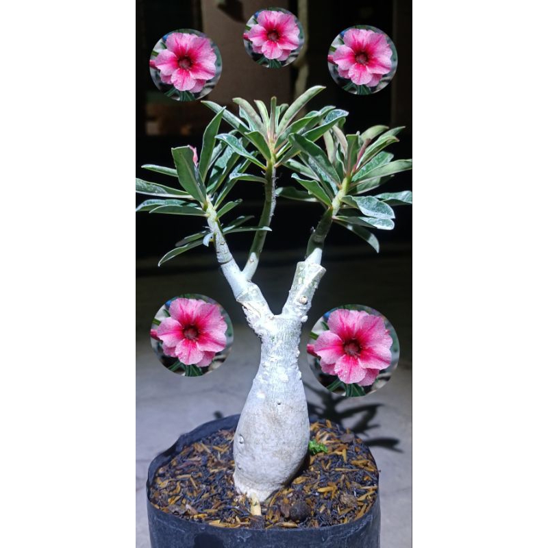 Jual Adenium Tumpuk Swallow Shopee Indonesia