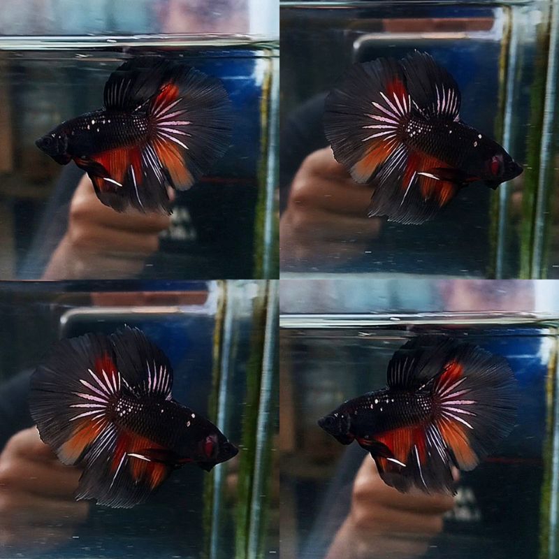 Jual Hm avatar cooper nemo ( M ) | Shopee Indonesia