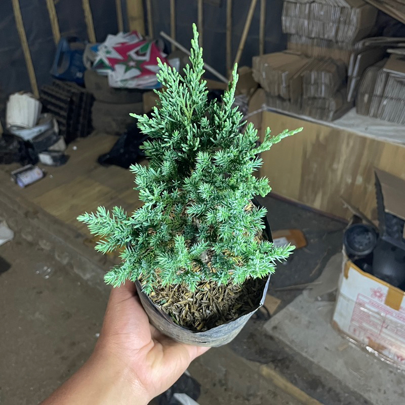 Jual cemara sinensis blue | Shopee Indonesia
