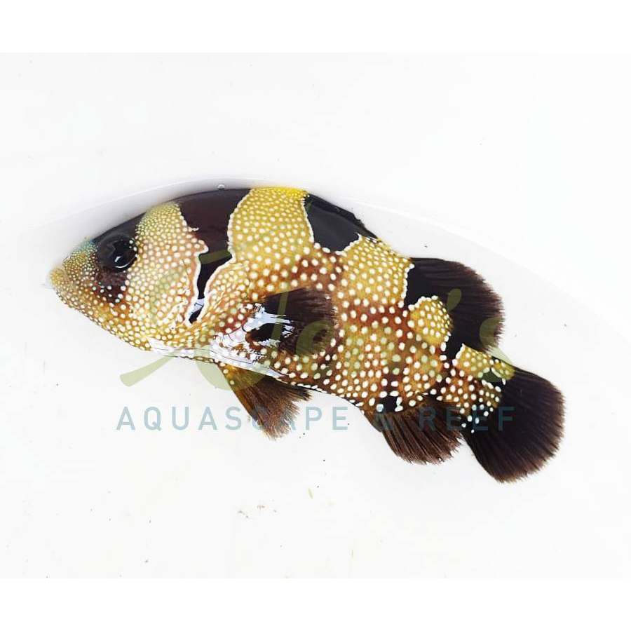 Jual Ikan Air Laut Kerapu Badut (Clown Grouper) | Shopee Indonesia