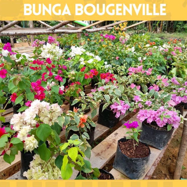 Jual Tanaman Hias Bunga Bougenville Tersedia 6 Variasi Warna - Bunga ...