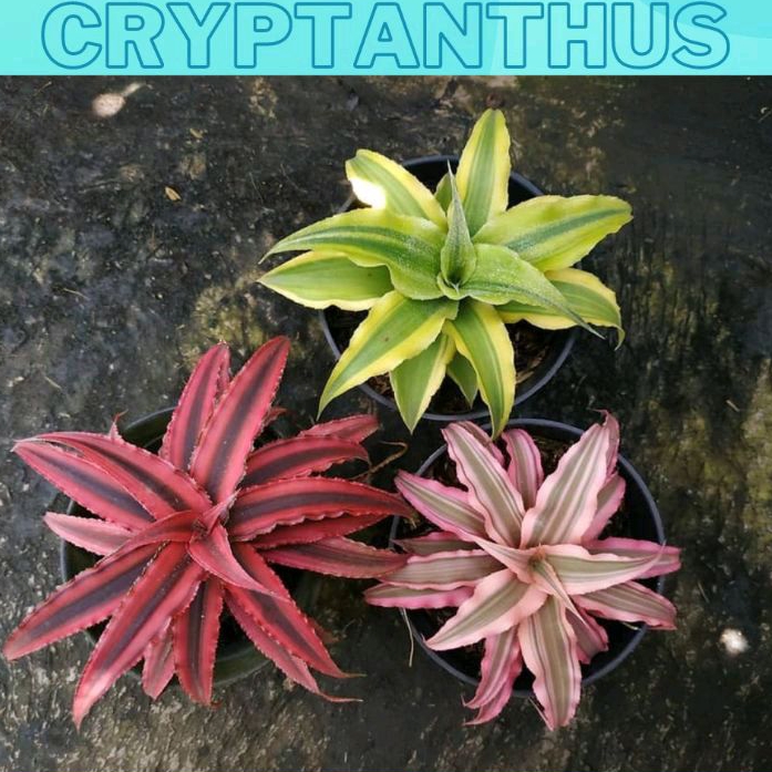 Jual Tanaman Bunga Bromelia Mini - Bunga Hias Cryptanthus - Bunga ...