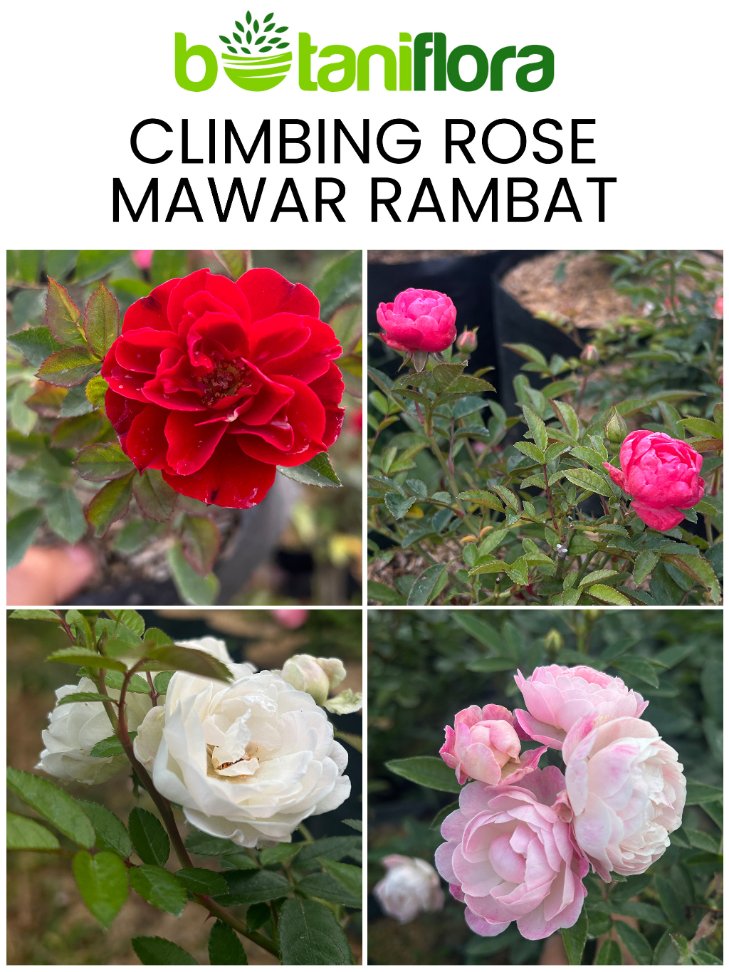 Jual CLIMBING ROSE | MAWAR RAMBAT SEGAR BERBUNGA | Shopee Indonesia