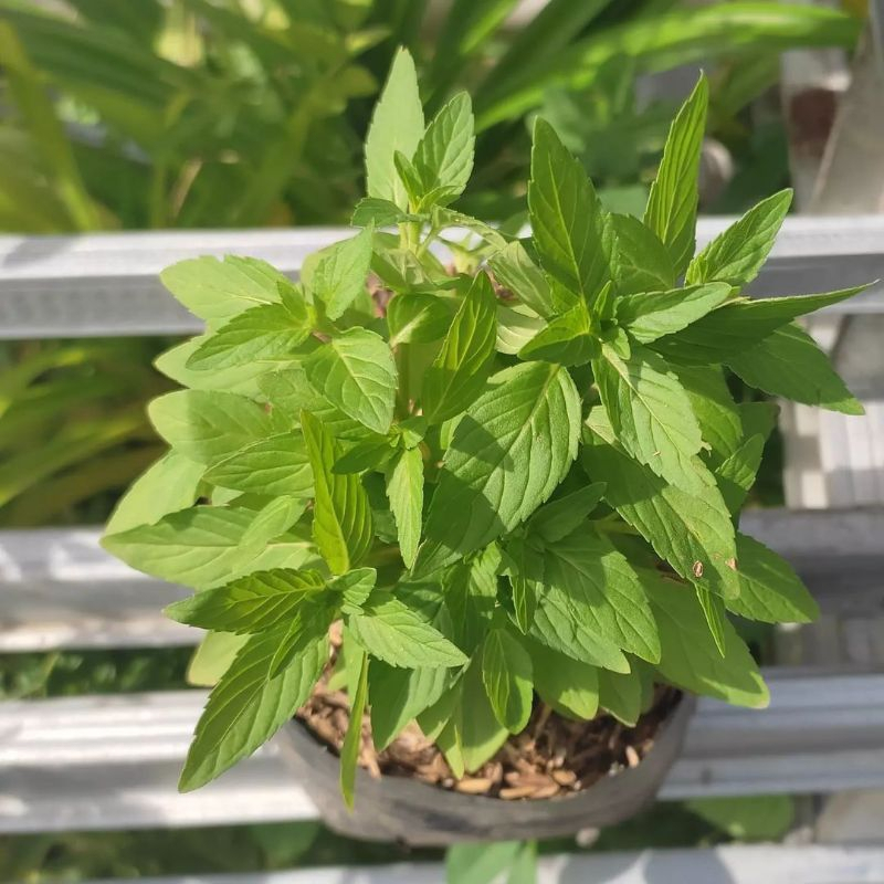 Jual Tanaman Daun Menthol - Bibit Tanaman Mentol Mint TOGA - Herbal ...