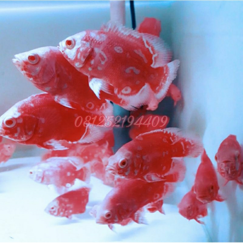 Jual Hiasan oscar red nemo 8-10 cm | Shopee Indonesia