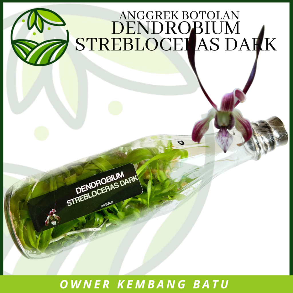 Jual Bibit Anggrek Dendrobium Botolan strebloceras dark Koleksi Rare ...