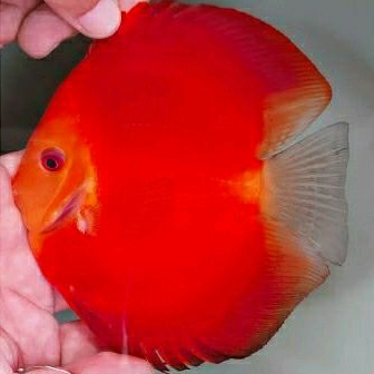 Jual Ikan Discus Ikan Discus Super Red Melon Hi Body Size : 3,5" Female ...