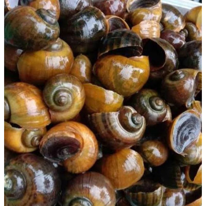 Jual Keong sawah hidup 250 gram | Shopee Indonesia