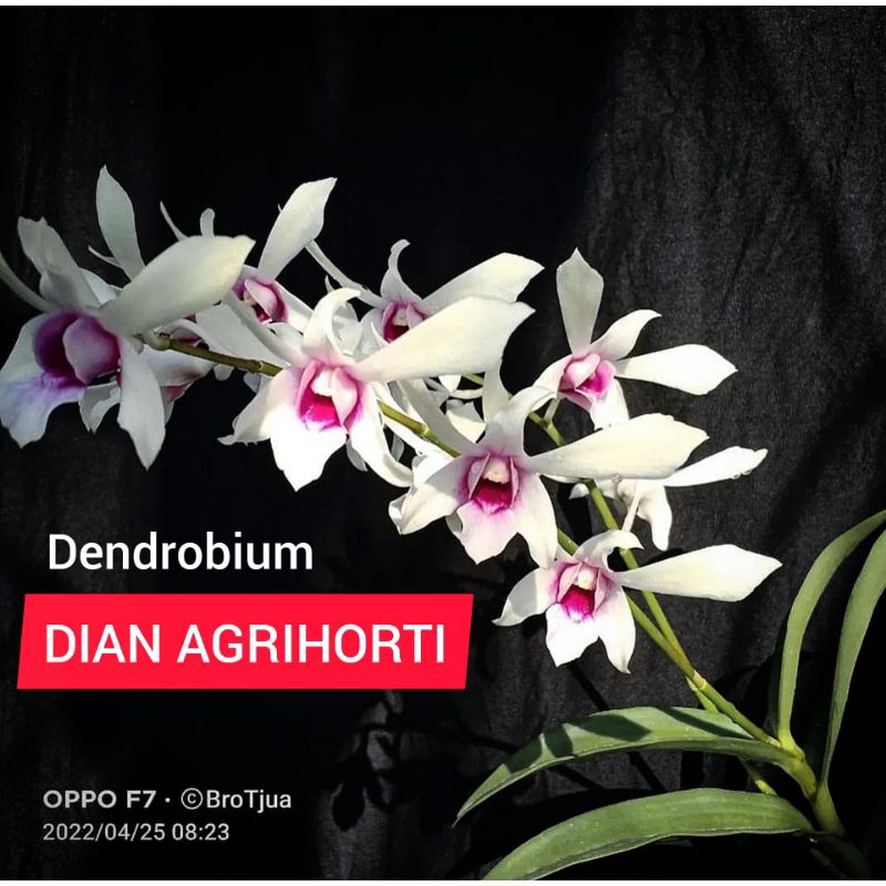 Jual Koleksi Anggrek Jadulan: Dendrobium Mirip Capung: Dendrobium ...