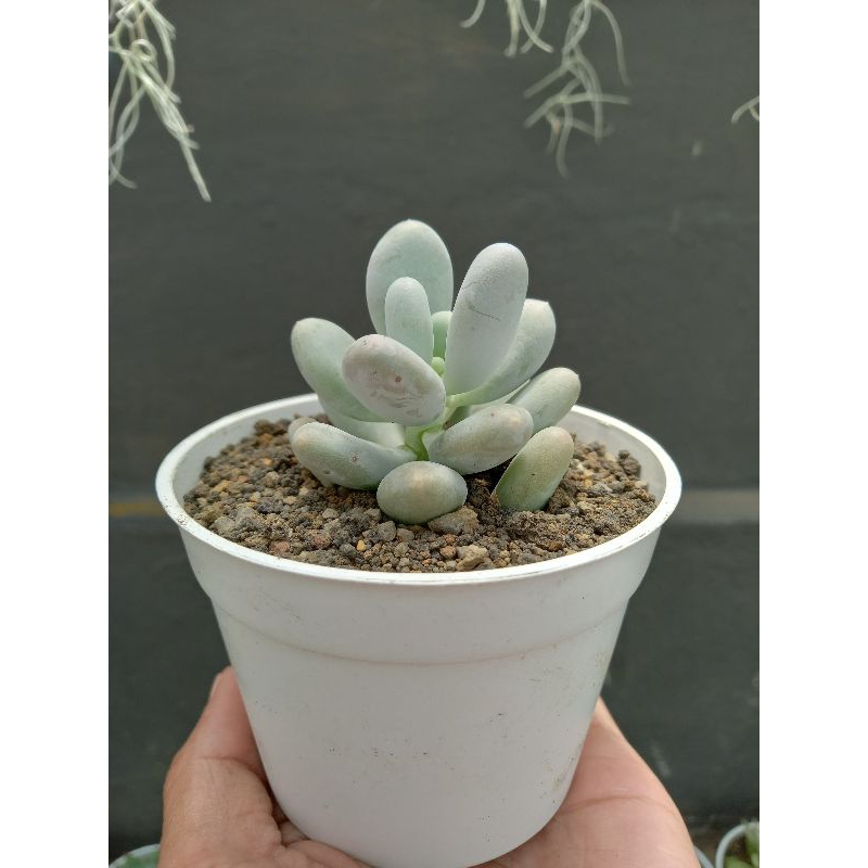 Jual pachyphytum oviferum (FREE pot dan media tanam) | Shopee Indonesia