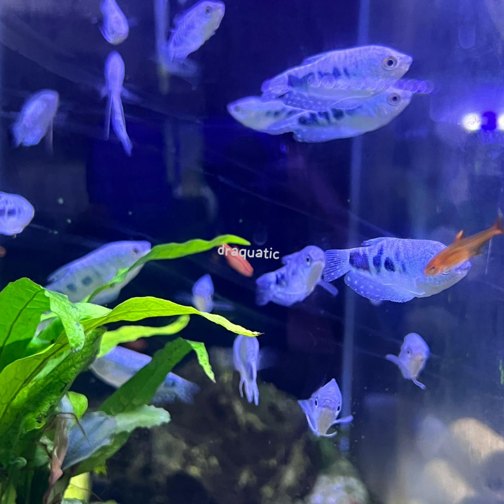 Jual Ikan Sepat Ralis | Ikan Hias Aquarium Aquascape | Shopee Indonesia