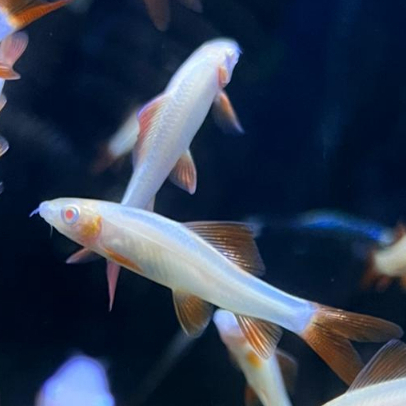 Jual Ikan Redfin hitam dan albino | Ikan Pemaka Lumut Aquarium | Ikan ...