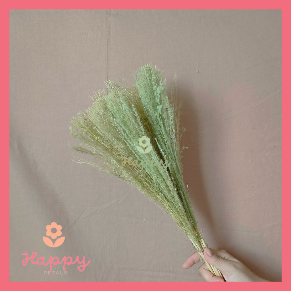 Jual Dried Flower Pampas Reed Color Rainbow Bunga Tanaman Rumput Bulu ...