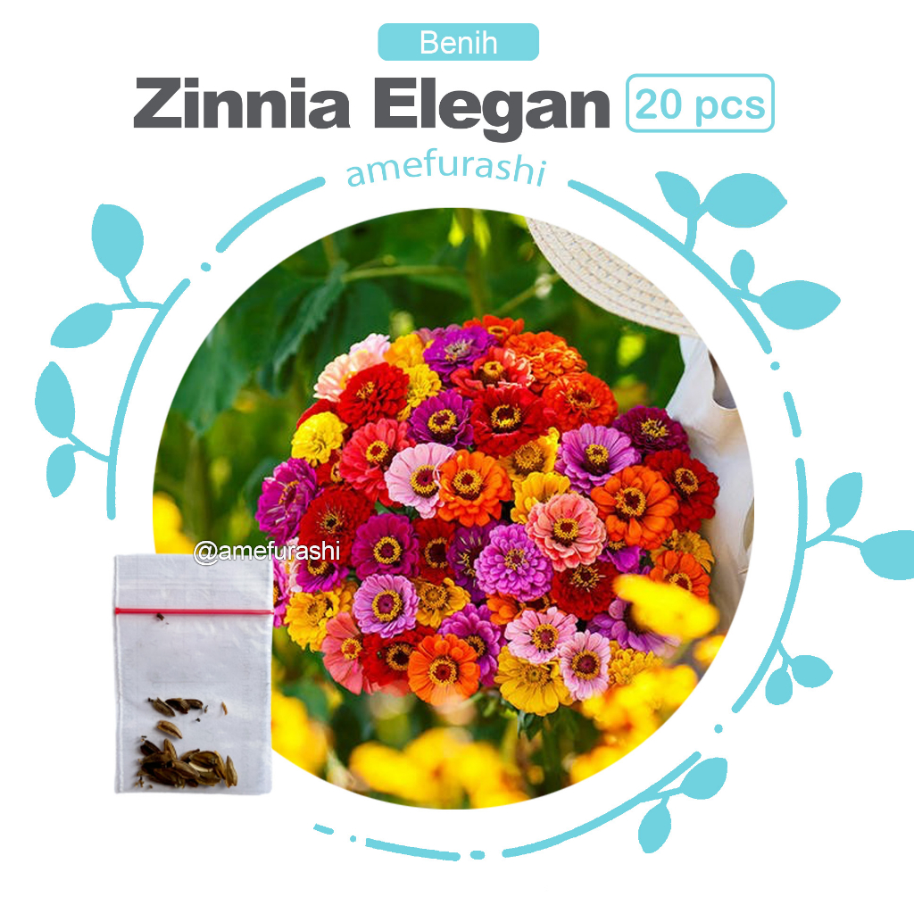 Jual Amefurashi 10 Benih Biji Bibit Bunga Peony Mix Paeonia Lactiflora ...