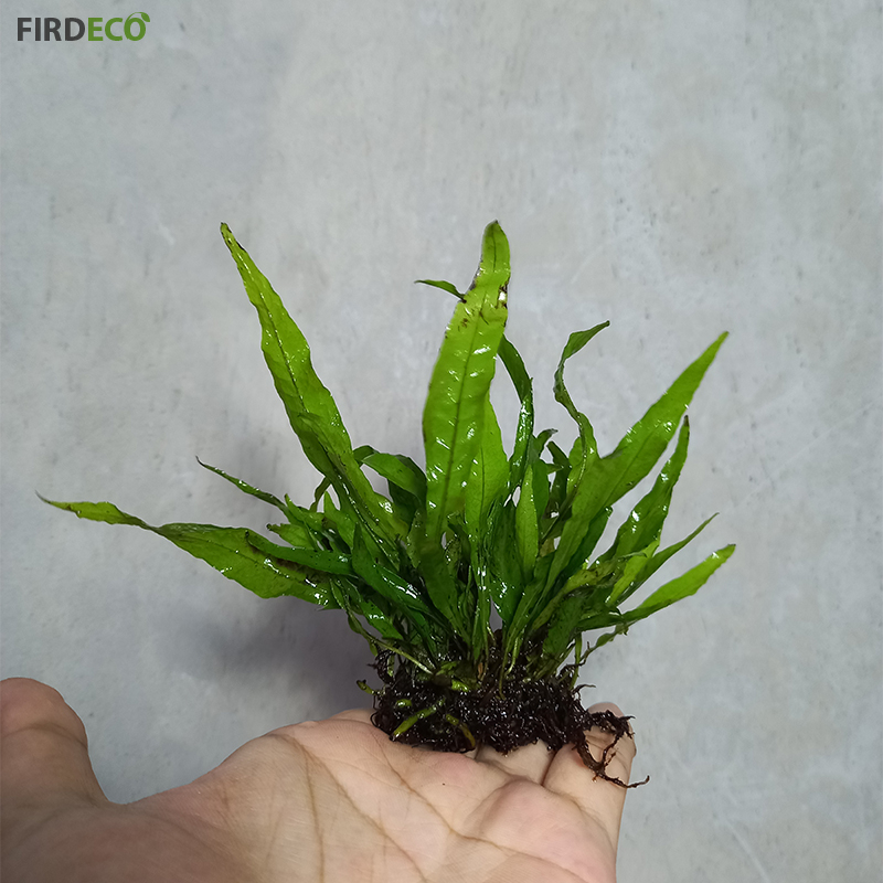 Jual KADAKA JAVA FERN MINI TANAMAN AQUASCAPE LOW CO2 | Shopee Indonesia