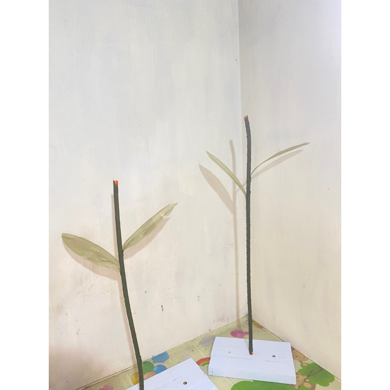 Jual tangkai bunga tangkai bunga kelopak besar tangkai giant flower ...