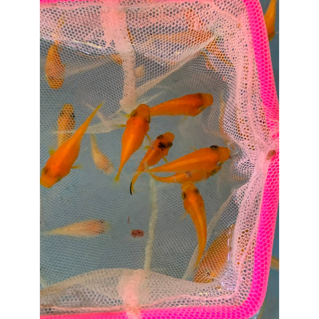 Jual IKAN MOLLY OREN | Shopee Indonesia