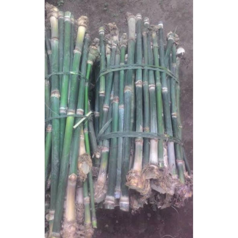 Jual Bibit bambu apus/ tali | Shopee Indonesia