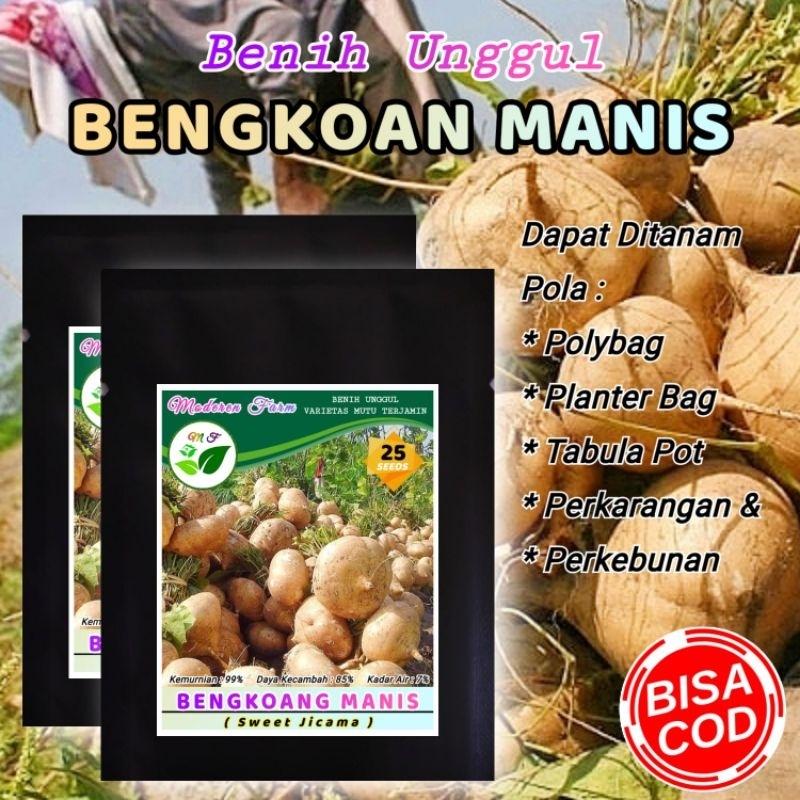 Jual BENIH BENGKOANG MANIS UNGGUL / BENGKOANG PUTIH | Shopee Indonesia