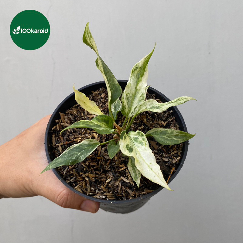 Jual Tanaman Hias Anthurium Gelombang Cinta Variegata | Gelcin Varigata ...