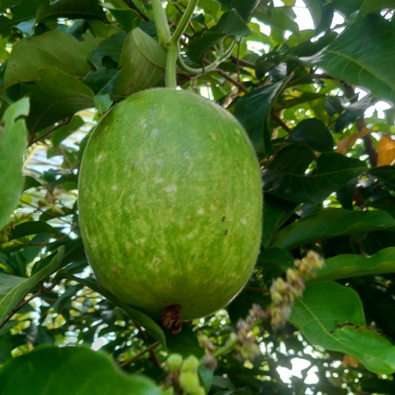 Jual Benih bibit labu air putih bulat 25 biji | Shopee Indonesia