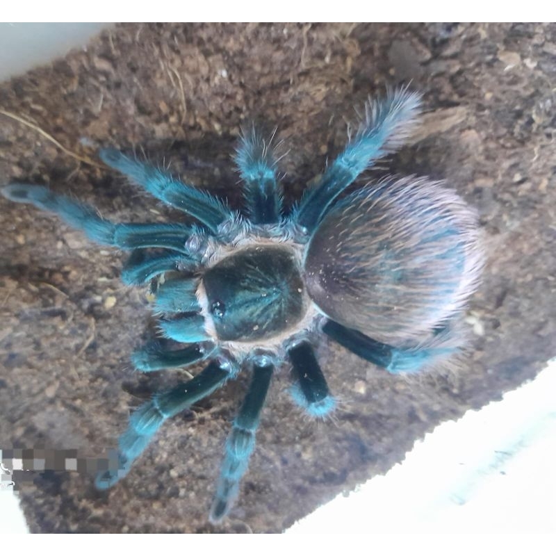 Jual DISPLAY TARANTULA TLILTOCATL VAGANS BISA BERJALAN | Shopee Indonesia
