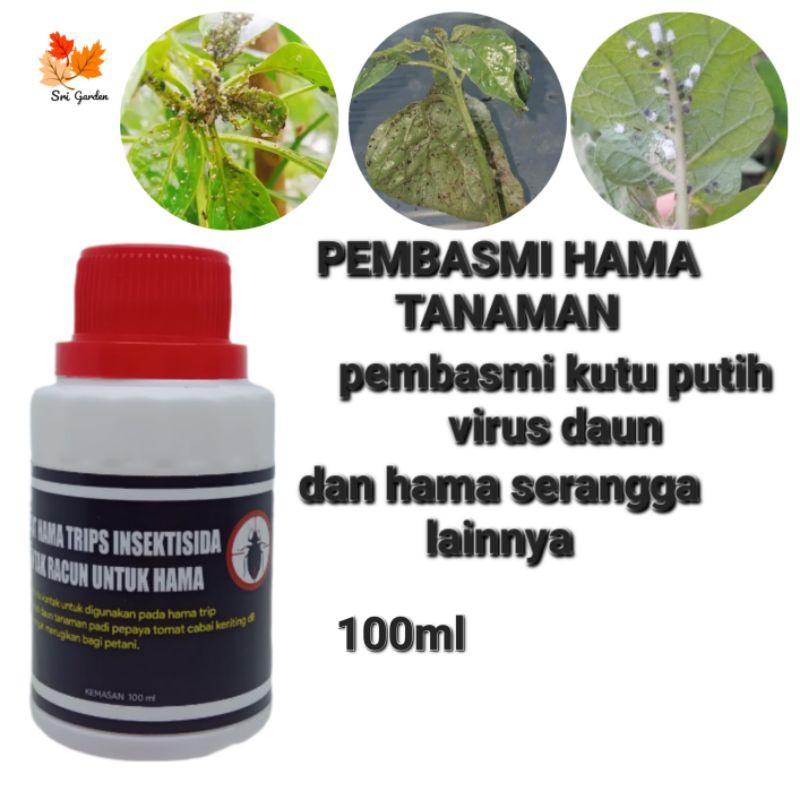 Jual Pembasmi hama kutu putih virus daun pada tanaman pembasmi kutu ...
