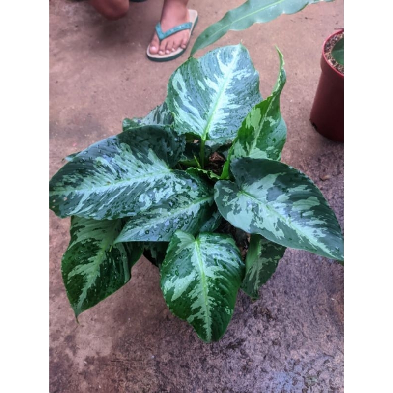 Jual tanaman homalomena army super rimbun plus pot | Shopee Indonesia