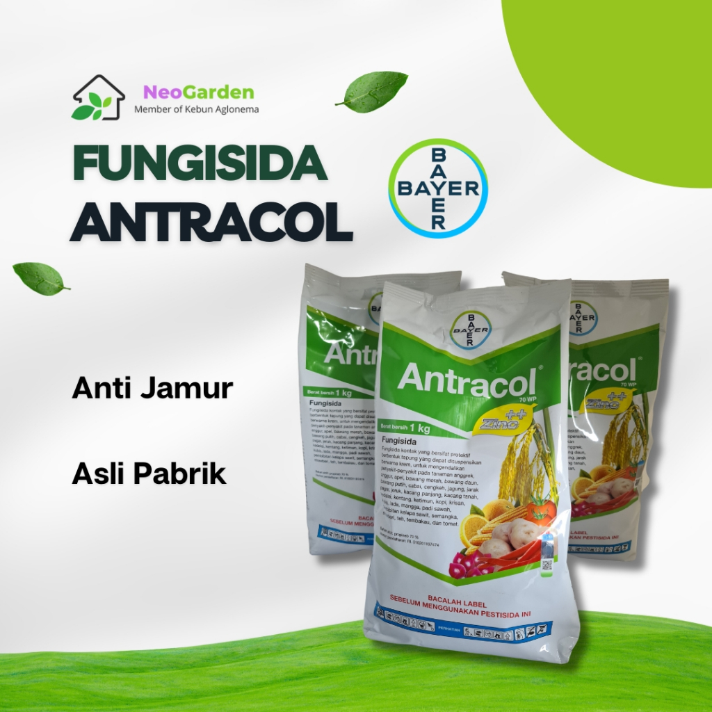 Jual Fungisida ANTRACOL - 250 Gram - Obat Anti Jamur Akar Tanaman ...