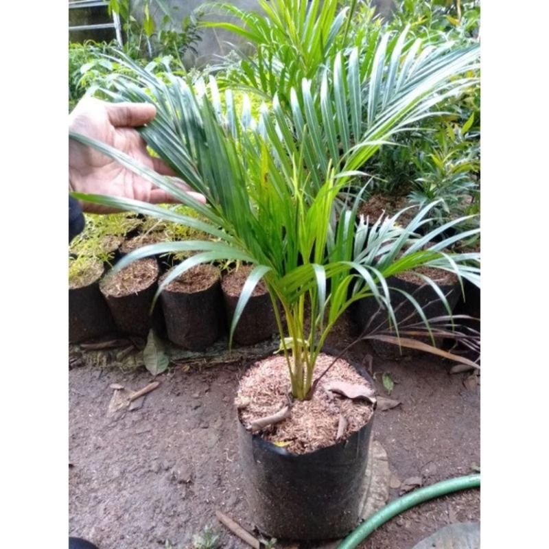 Jual palem kuning isi 2 pohon 40/70cm | Shopee Indonesia