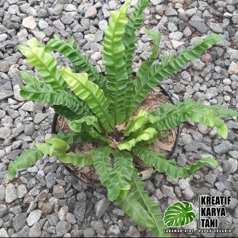 Jual Tanaman hias kadaka pelitis - Kadaka plitis - Kadaka pelipis ...