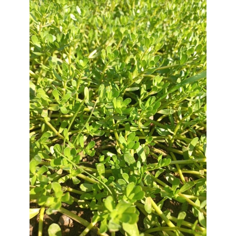 Jual Bacopa monieri per 25 batang beli 3 gratis 1 tanaman aquascape ...