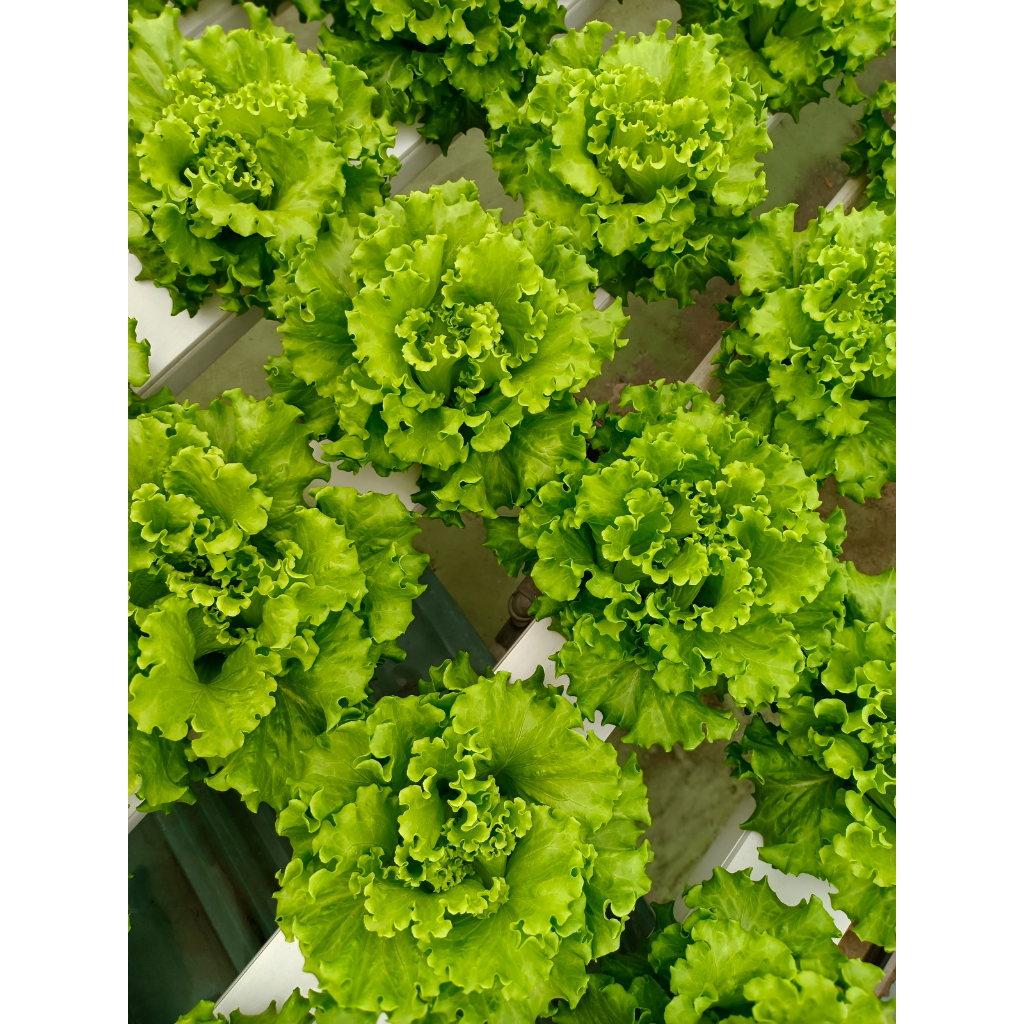 Jual Benih Bibit Selada Batavia Lettuce Caipira - Indo Seed Berkualitas ...