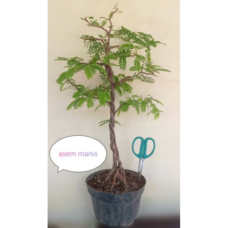 Jual bonsai asem manis sesuai gambar | Shopee Indonesia