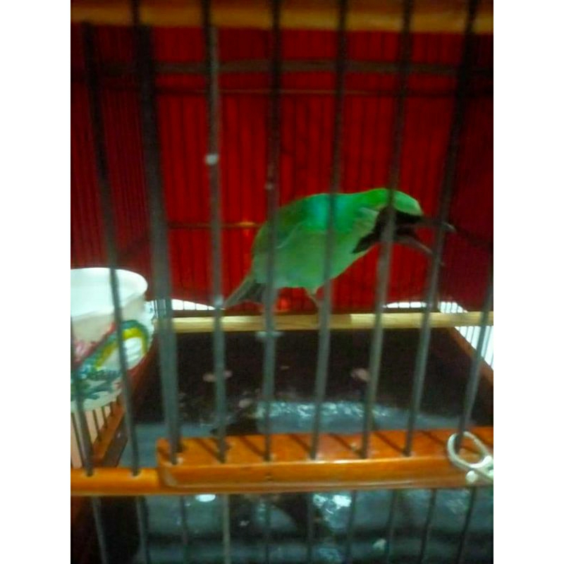 Jual burung cak ijo nopeng jantan bondol | Shopee Indonesia
