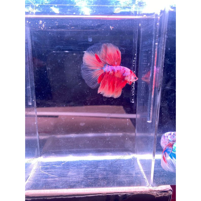 Jual cupang/betafish - Halfmoon nemo(HM) | Shopee Indonesia