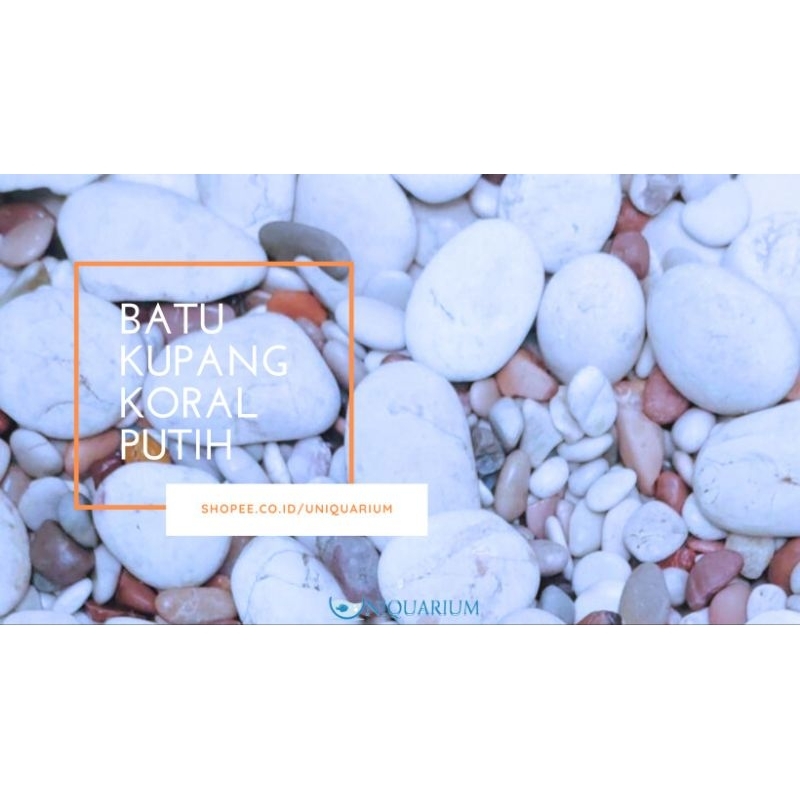Jual Batu koral putih/ Batu kupang 1KG | Shopee Indonesia