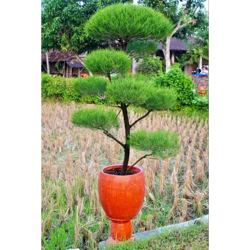 Jual PROMO Pohon Cemara Udang Uk 1.3 - 1.5 Meter Besar Rimbun | Shopee ...