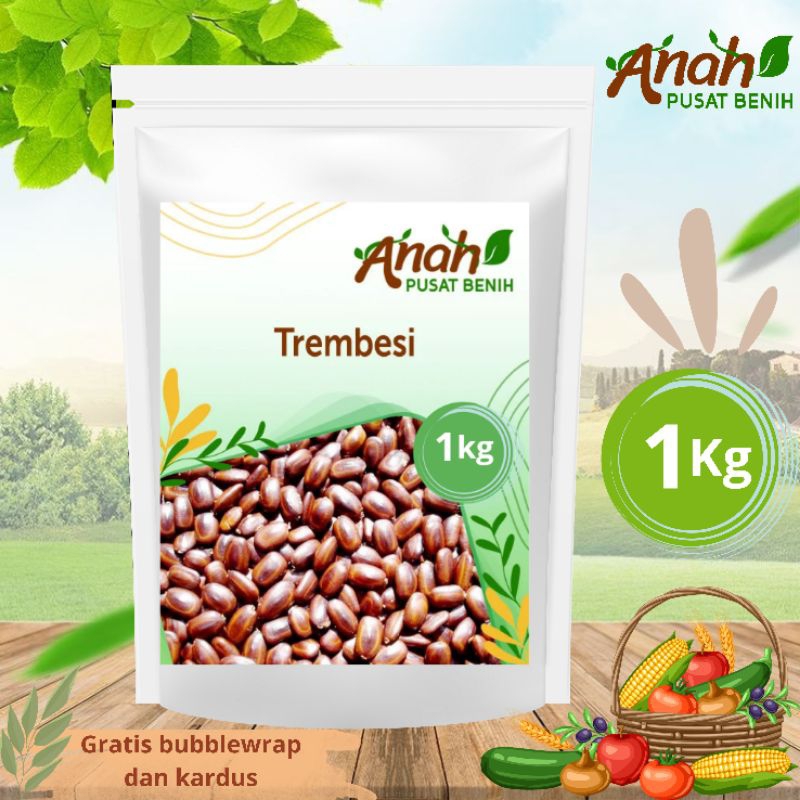Jual Benih trembesi 1 kg / bibit trembesi | Shopee Indonesia