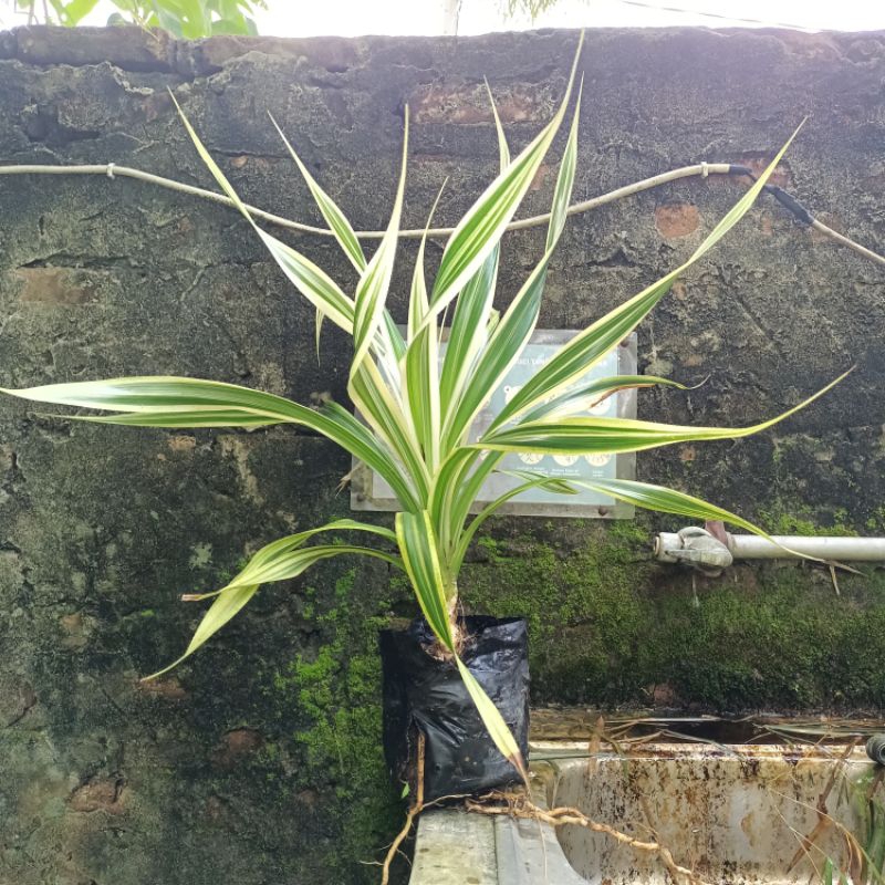 Jual Pandan Hutan Kuning Bunga Tanaman Bonsai pembersih Udara dan sejuk ...